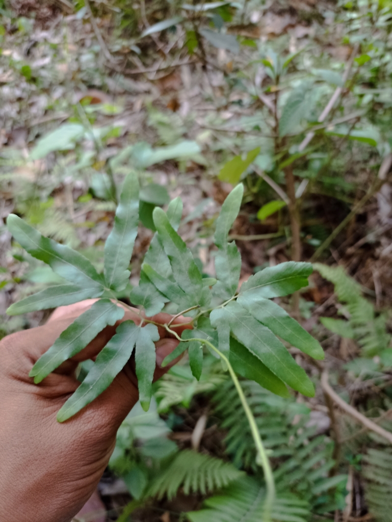 climbing ferns from G385+XGW, Bhadrapur 57200, Nepal on April 30, 2024 ...