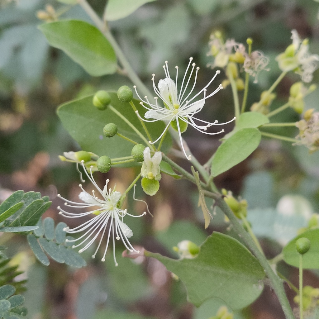 indian caper from Kota, Rajasthan, India on May 6, 2024 at 06:56 AM by ...