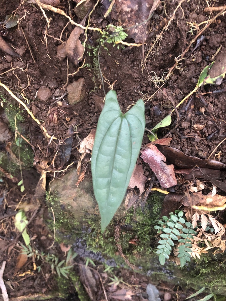 Common Yam Vine from Main Range National Park, Tregony, QLD, AU on May 6, 2024 at 10:08 AM by ...