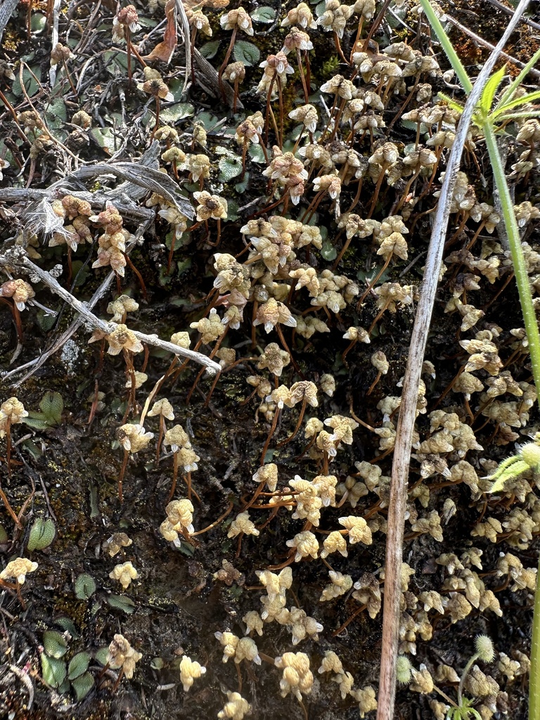 California asterella from San Mateo Canyon Wilderness, Murrieta, CA, US ...