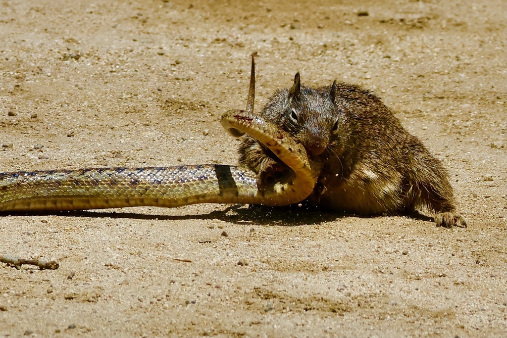 California Ground Squirrel from Griffith Park, Los Angeles, CA, US on ...