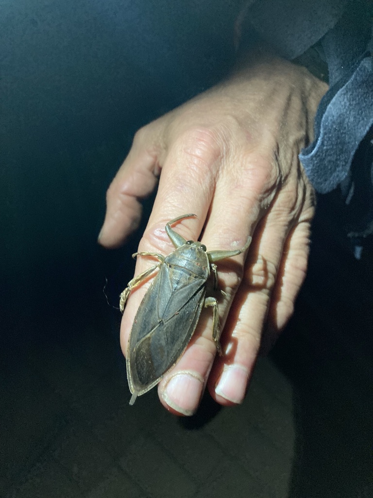 American Giant Water Bug from 175th St, Frazee, MN, US on May 5, 2024 ...