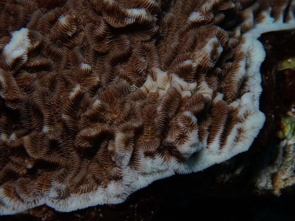Pachyseris from Ped on May 3, 2024 at 12:26 PM by Rinaldi Gotama ...
