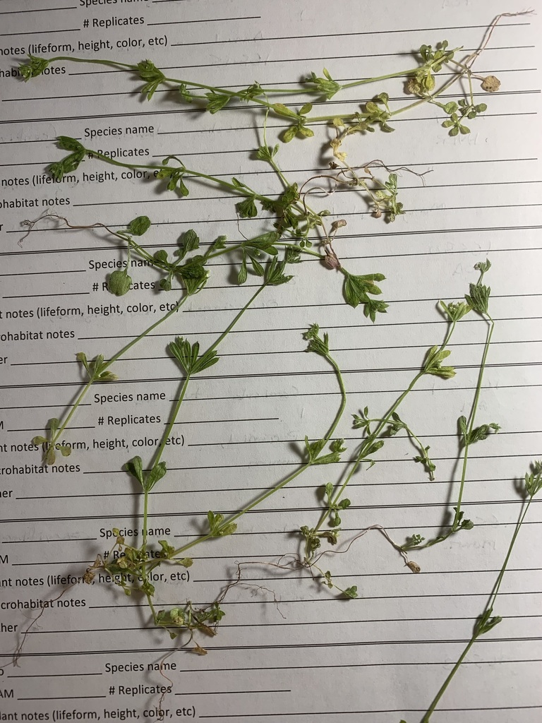 Wall Bedstraw from Riverside County, CA, USA on May 3, 2024 at 02:12 PM ...
