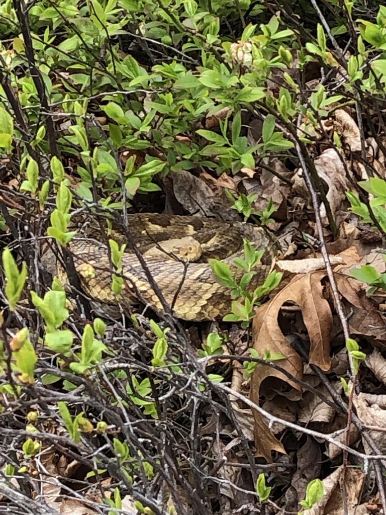 Timber Rattlesnake in May 2019 by Bill Chambers · iNaturalist