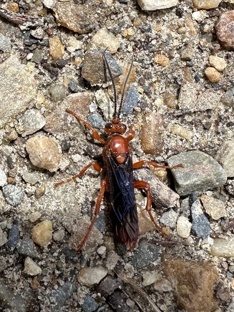 Narrow-waisted Wasps, Ants, and Bees from Uinta-Wasatch-Cache National ...