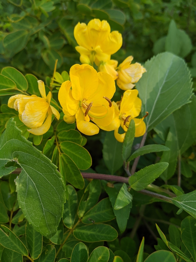 Christmas Senna from Korora NSW 2450, Australia on May 5, 2024 at 03:40 ...