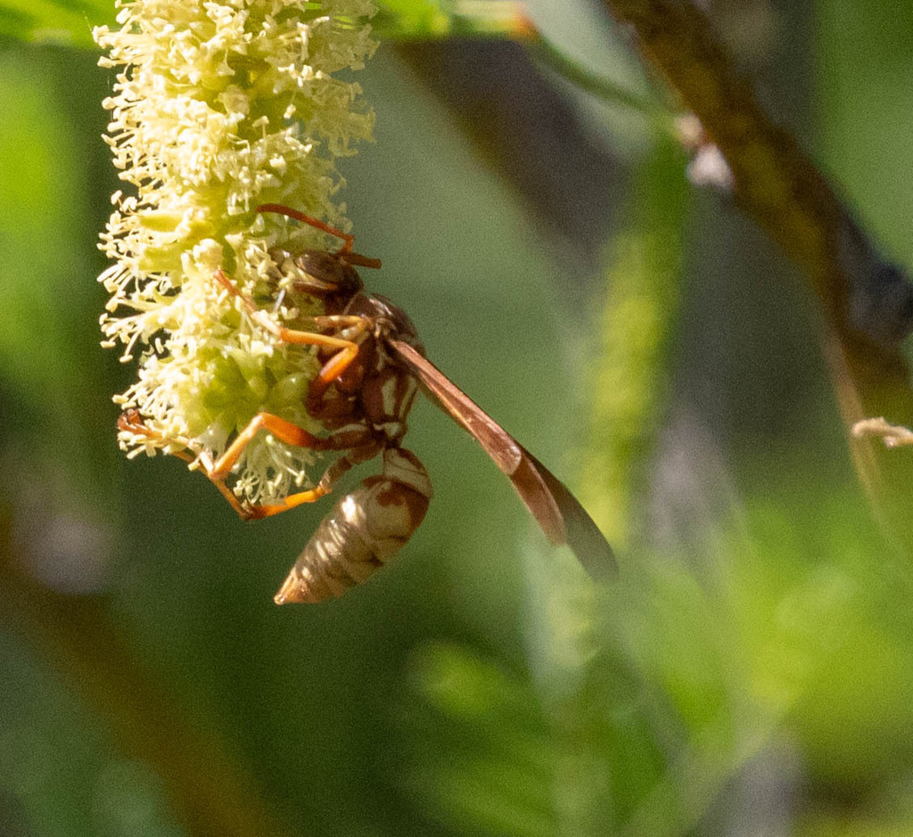 Golden Paper Wasp from Yuma County, AZ, USA on April 27, 2024 at 03:13 ...