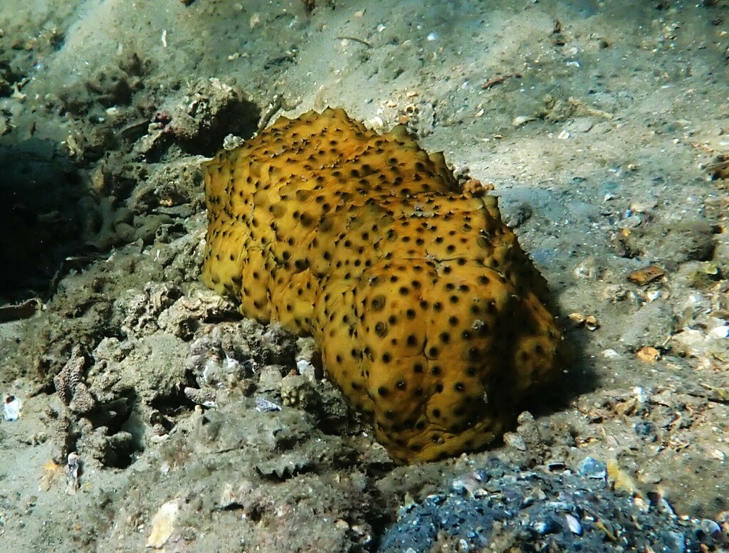 Actinopoda in October 2023 by Harry Rosenthal · iNaturalist