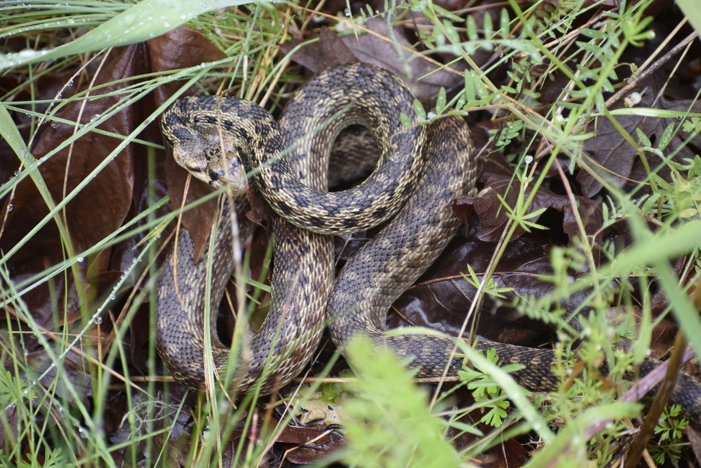 Gopher Snake from Benton County, OR, USA on May 5, 2024 at 01:15 PM by ...