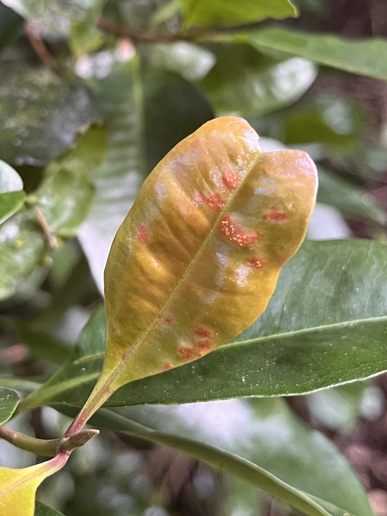 Myrtle Rust from Pomona-Kin Kin Rd, Kin Kin, QLD, AU on May 6, 2024 at ...
