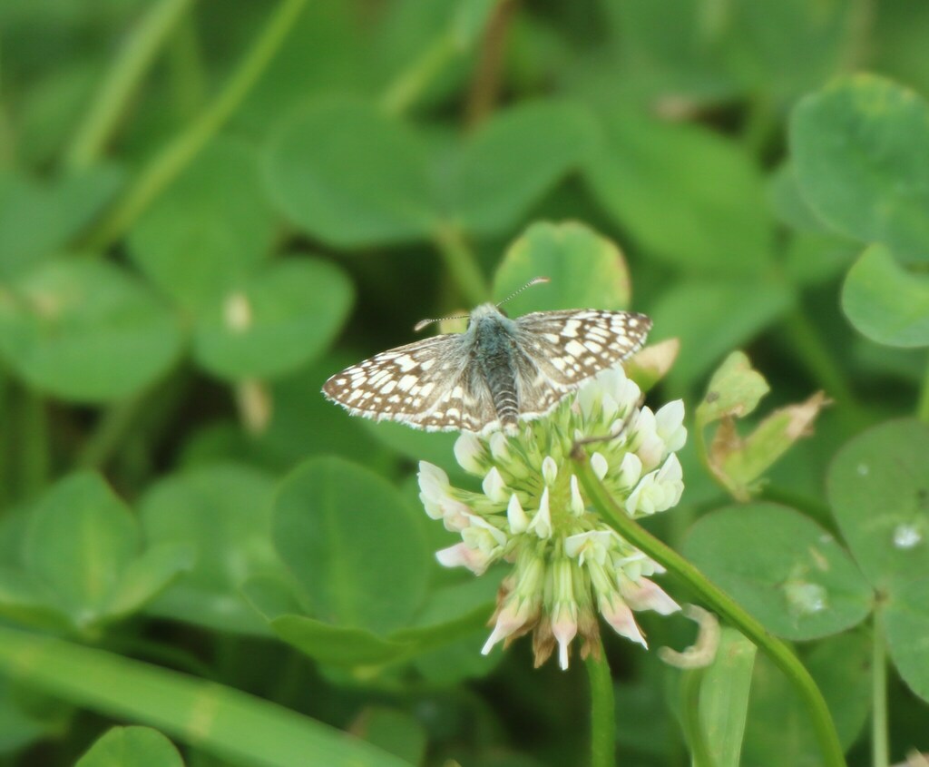 New World Checkered-Skippers from Bastrop, TX 78602, USA on April 28 ...