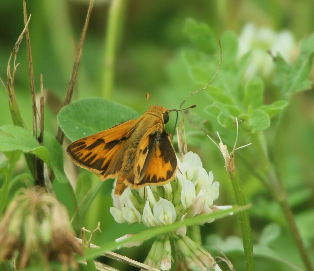 Fiery Skipper from Bastrop, TX 78602, USA on April 28, 2024 at 02:30 PM ...