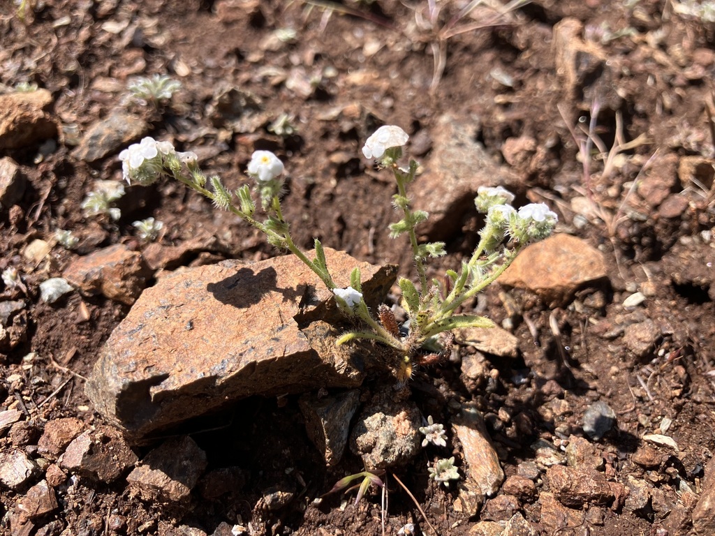 Cleveland's Cryptantha from Alameda County, CA, USA on May 5, 2024 at ...
