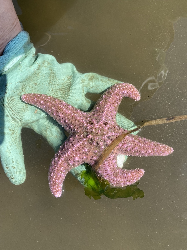 Giant Pink Sea Star from Netarts Bay, Tillamook, OR, US on May 02, 2024 ...