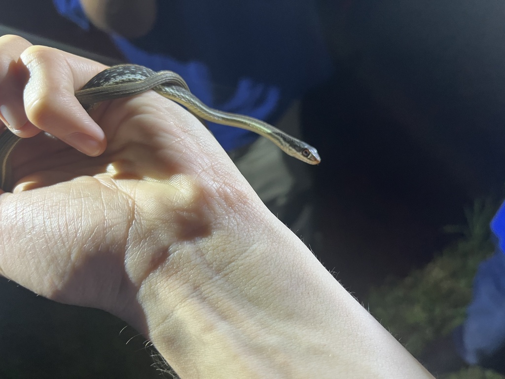 Common Ribbon Snake in May 2024 by Matthew. Lifer! · iNaturalist