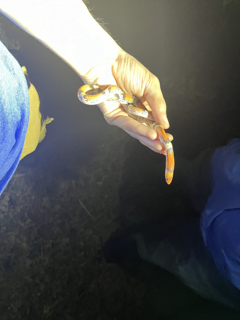 Scarletsnake in May 2024 by Matthew. Lifer! · iNaturalist