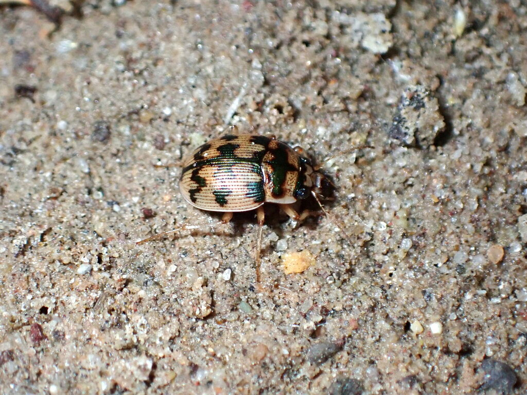 spangled button beetle from San Bernardino, California, United States ...