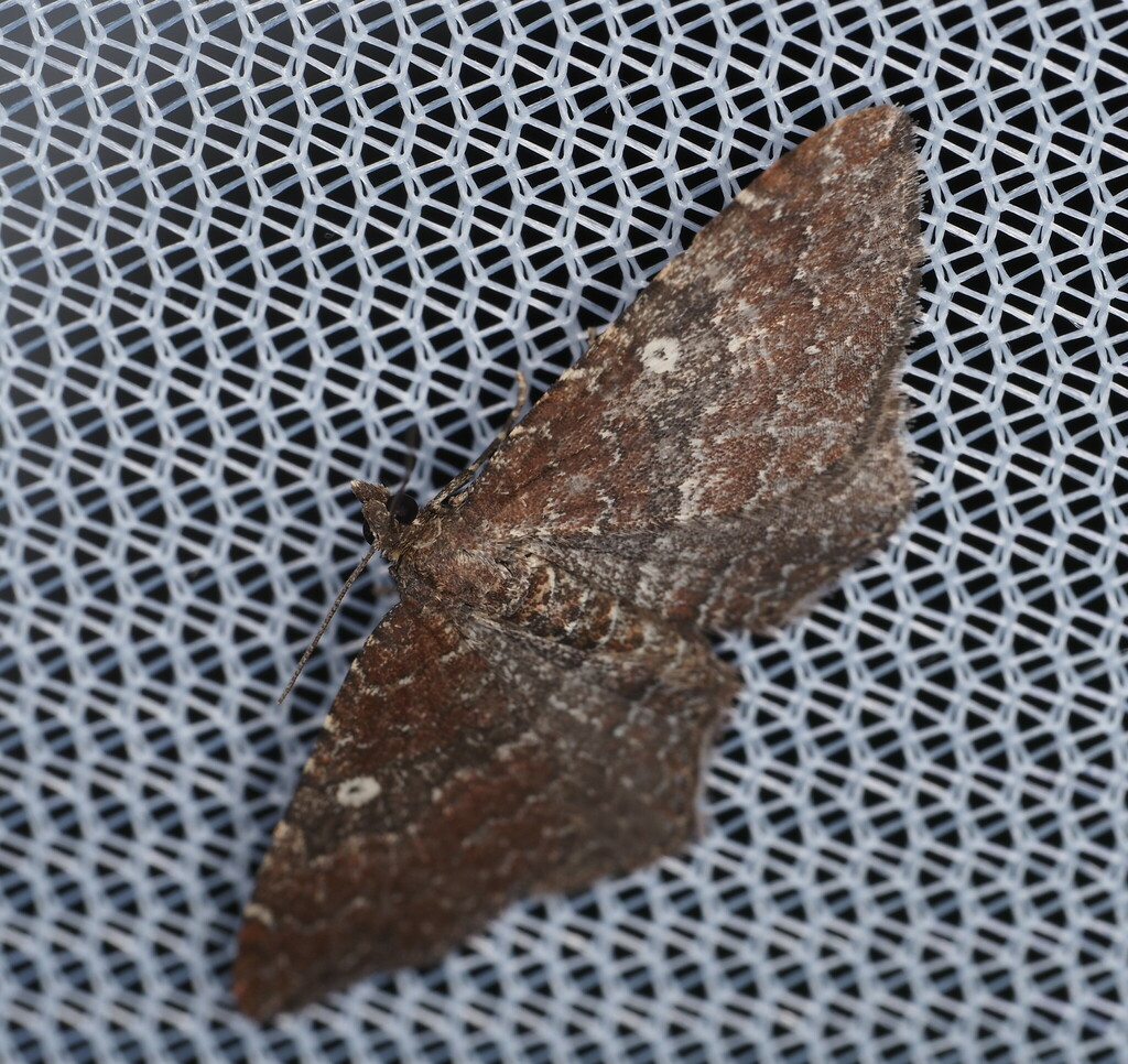 Gem Moth from Cross County, AR, USA on May 4, 2024 at 10:19 PM by ...