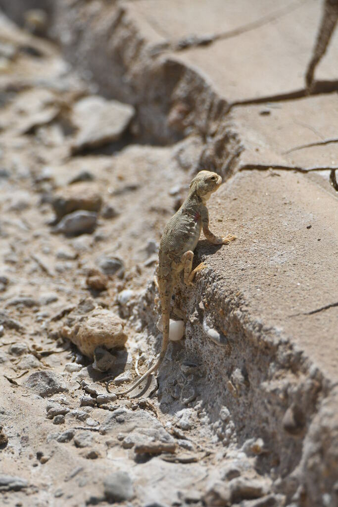 Phrynocephalus guttatus alpherakii from Горы Актау on May 4, 2024 at 11 ...