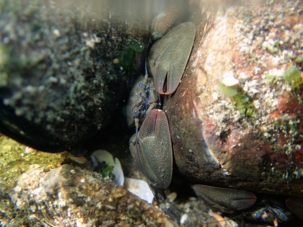 New Zealand Half Crab from Hobart TAS, Australia on May 6, 2024 at 01: ...