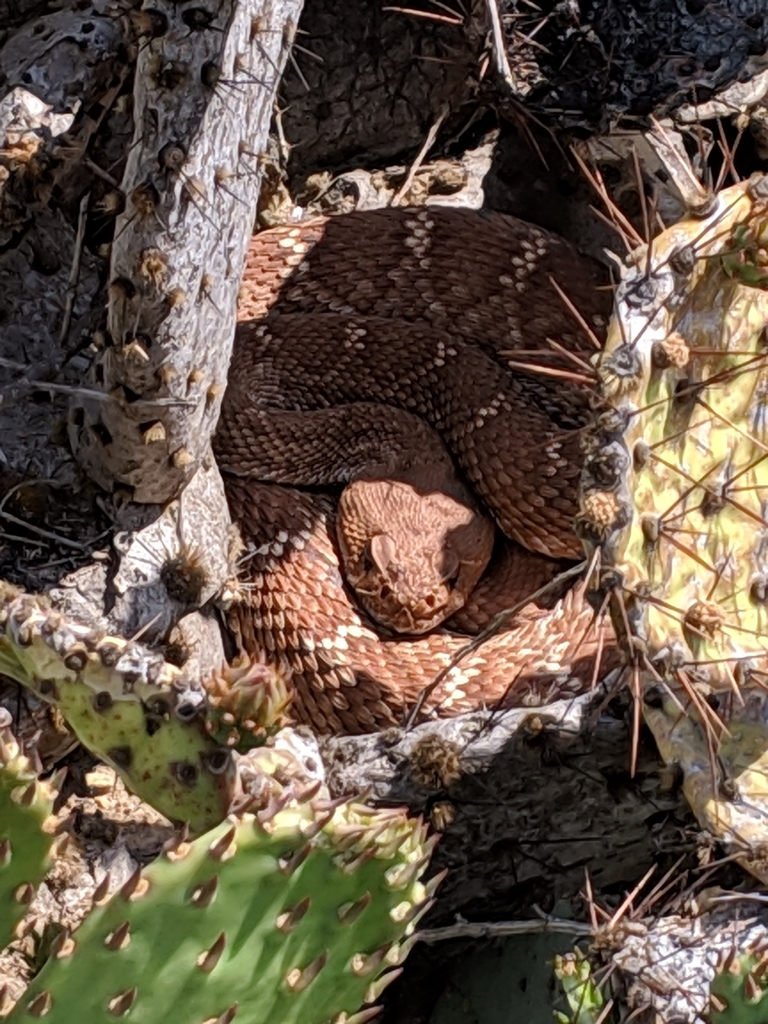 Red Diamond Rattlesnake from Scully Ridge Trail, Yorba Linda, CA 92887 ...