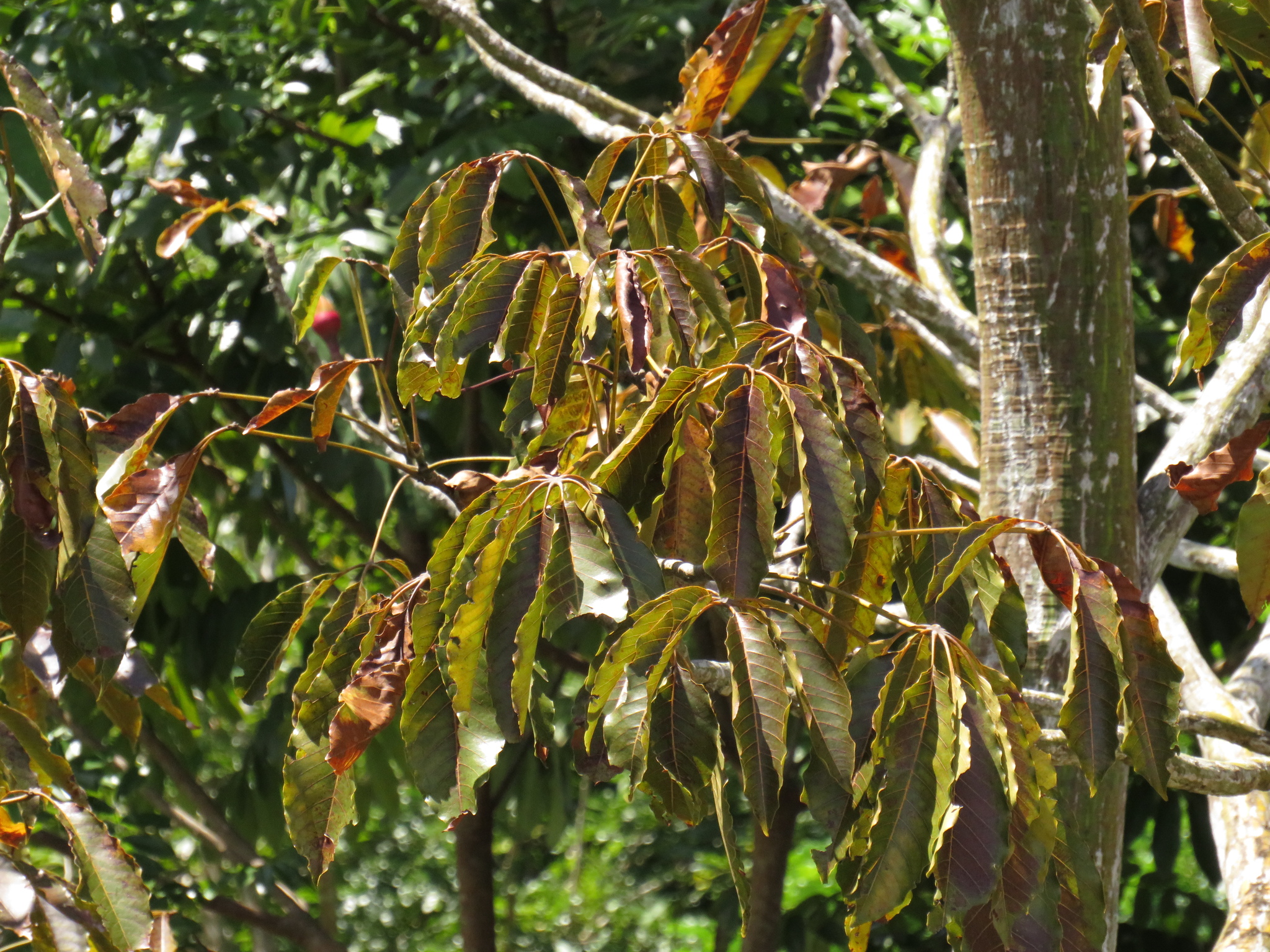 Pseudobombax munguba (Mart. & Zucc.) Dugand