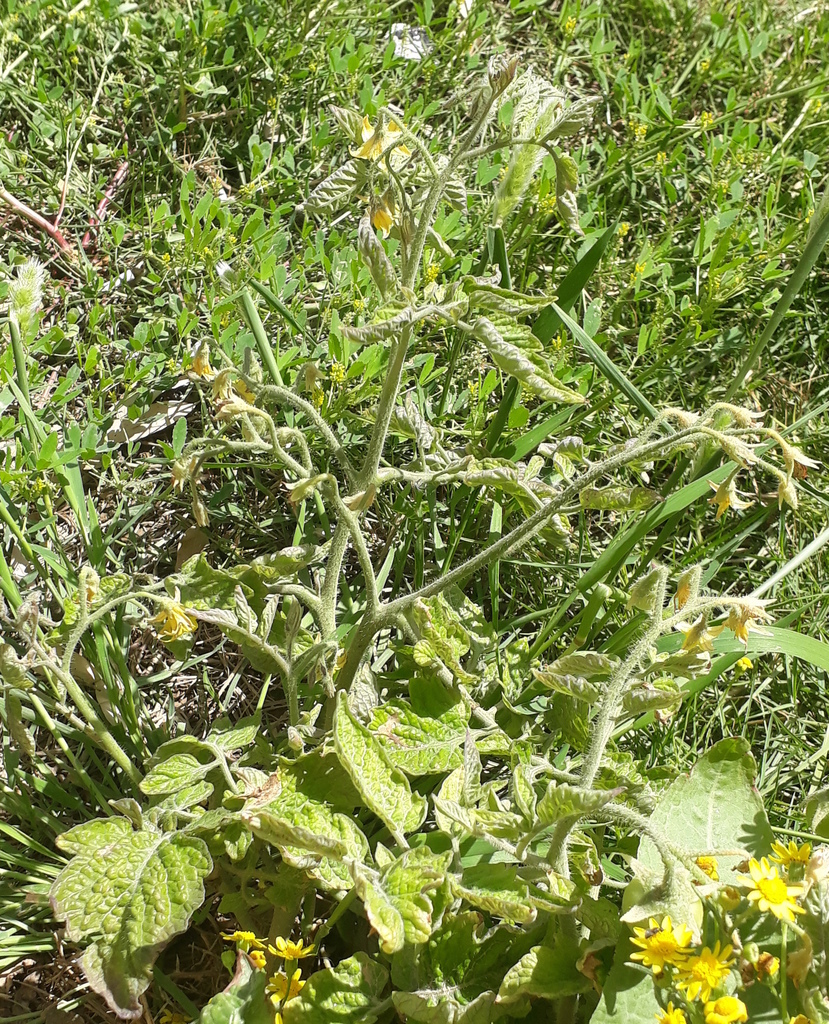 tomato from Uwaysan, Basrah, Iraq on March 17, 2019 at 11:19 AM by زين ...