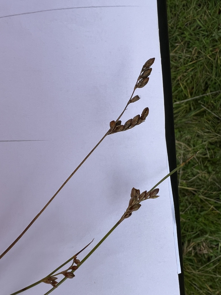 Forked Rush from North Island / Te Ika-a-Māui, Wainui, Auckland, NZ on ...