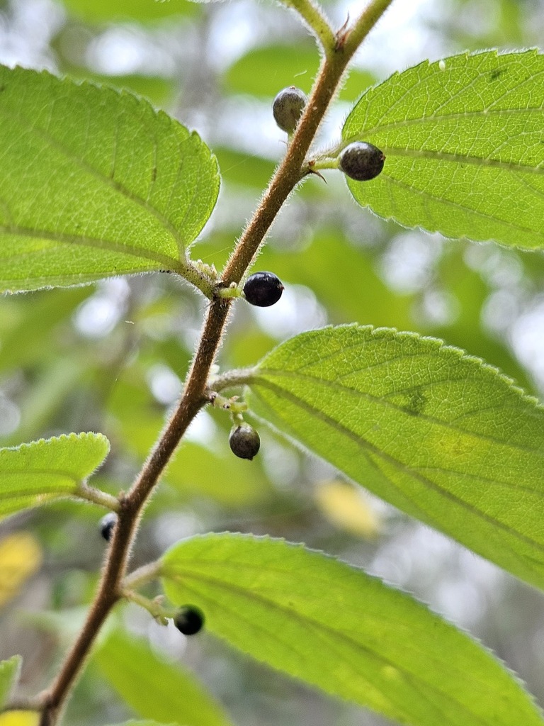 Nettle Tree from Cressbrook Creek QLD 4355, Australia on May 2, 2024 at ...