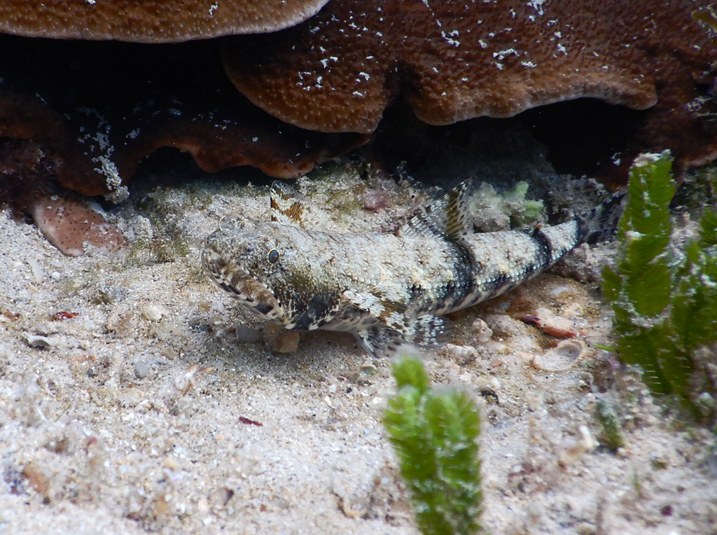 Clouded Lizardfish from Kingston, Norfolk Island on April 8, 2024 at 02 ...