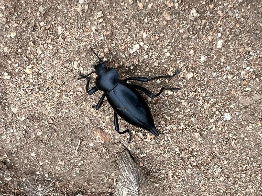 Eleodes acuticauda from Ensenada, B.C., México on April 29, 2024 at 07: ...