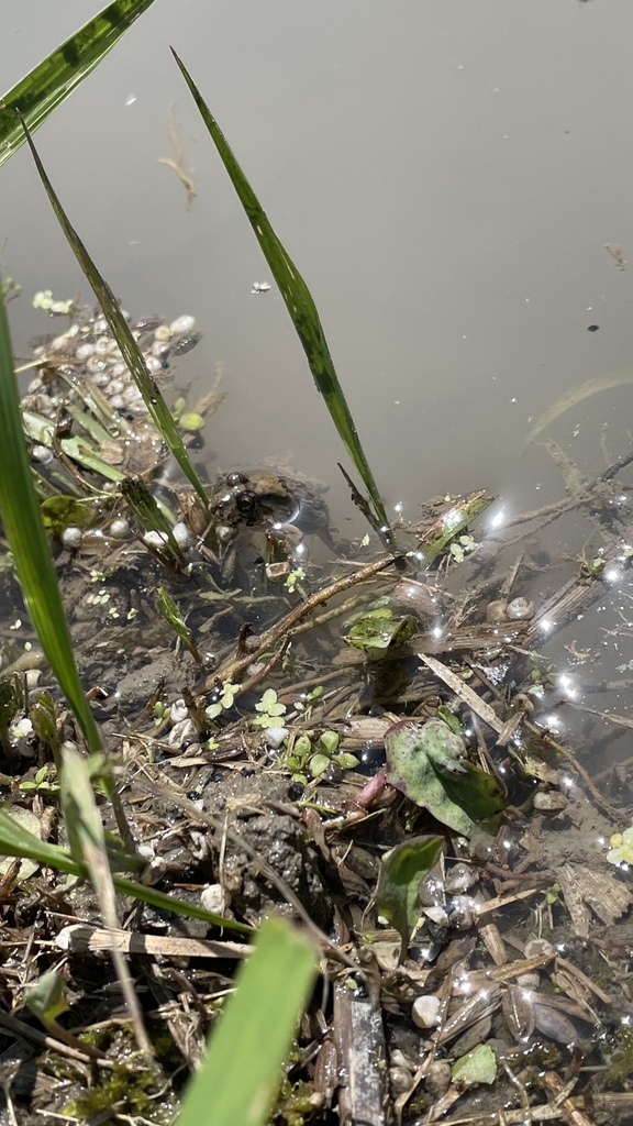 Rice field frog in May 2024 by tofuinsect · iNaturalist