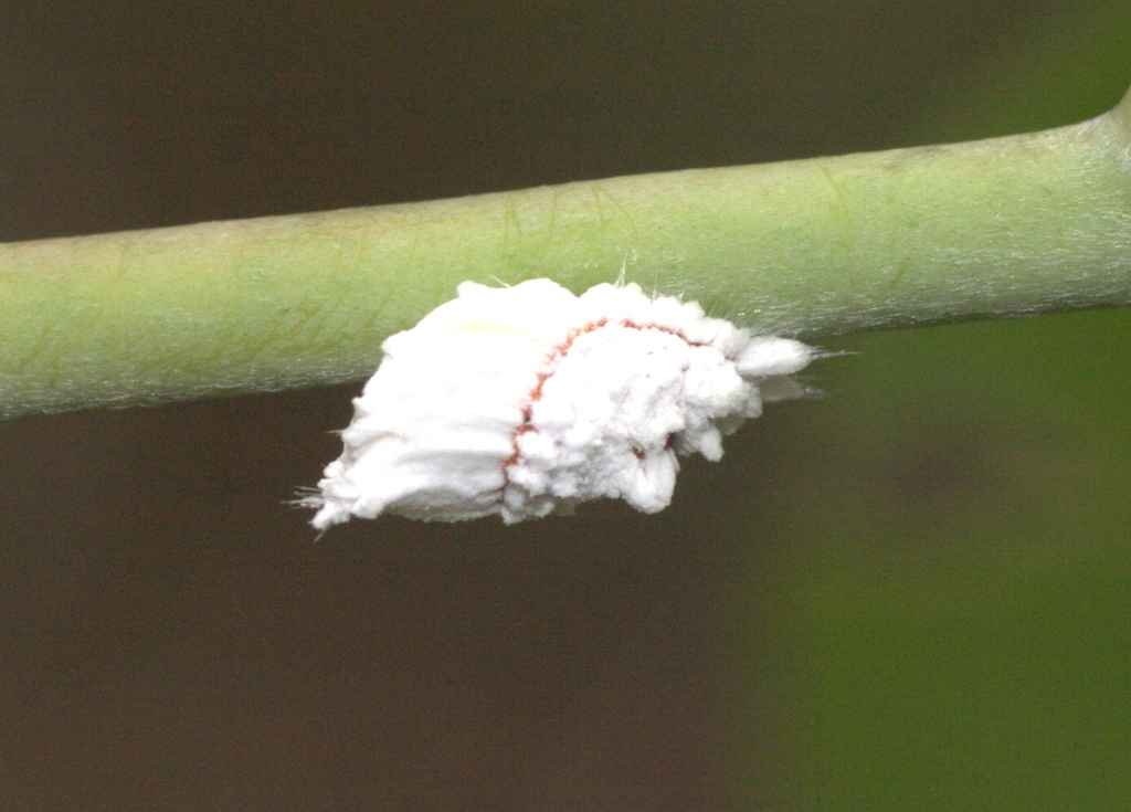 Cushion Scale Insects from Toohey Forest Park, Brisbane QLD, Australia ...