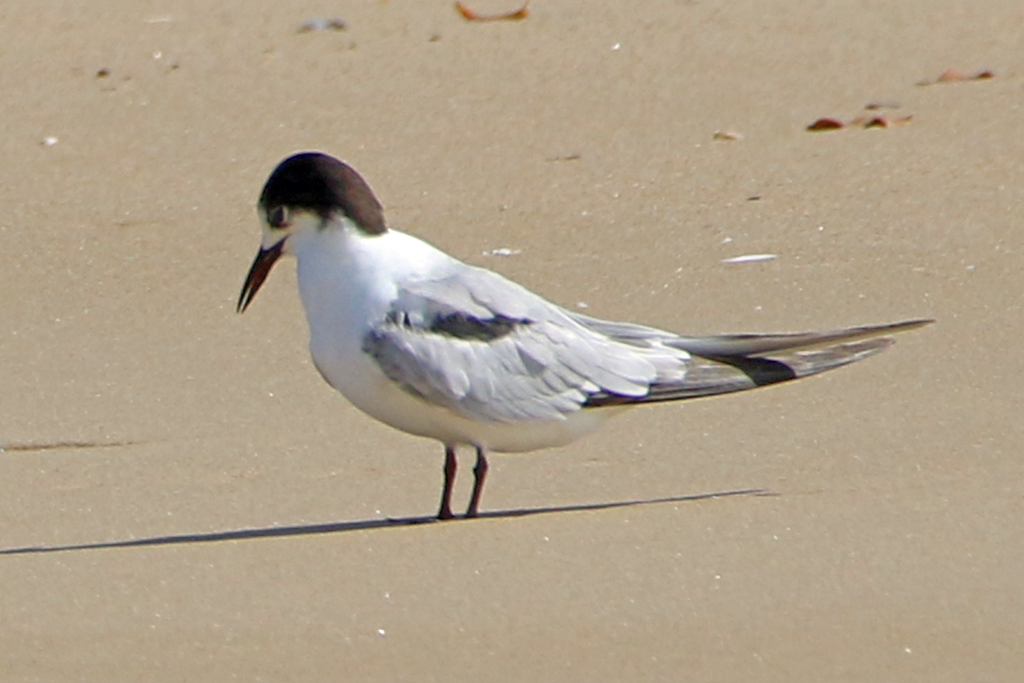 Common Tern from Noosa, QLD, Australia on January 29, 2019 at 02:56 PM ...