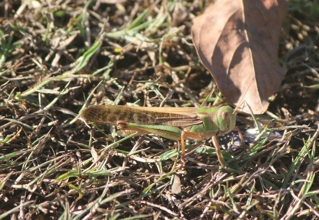 Migratory Locust from Darwin NT, Australia on April 27, 2024 at 04:48 ...