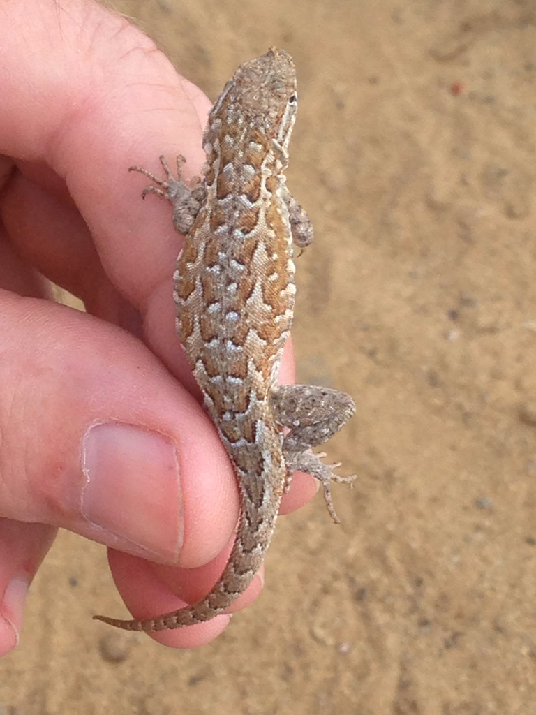 Western Side-blotched Lizard (Uta stansburiana elegans) - Snakes and ...