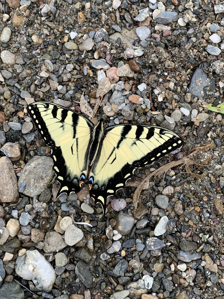 Canadian Tiger Swallowtail from Ch de St-Armand, Frelighsburg, QC, CA ...