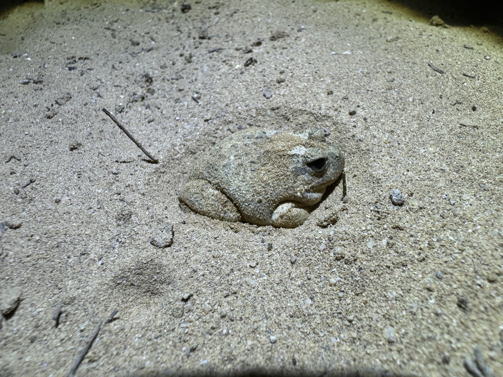 Ornate Burrowing Frog in May 2024 by brandon_hewitt · iNaturalist