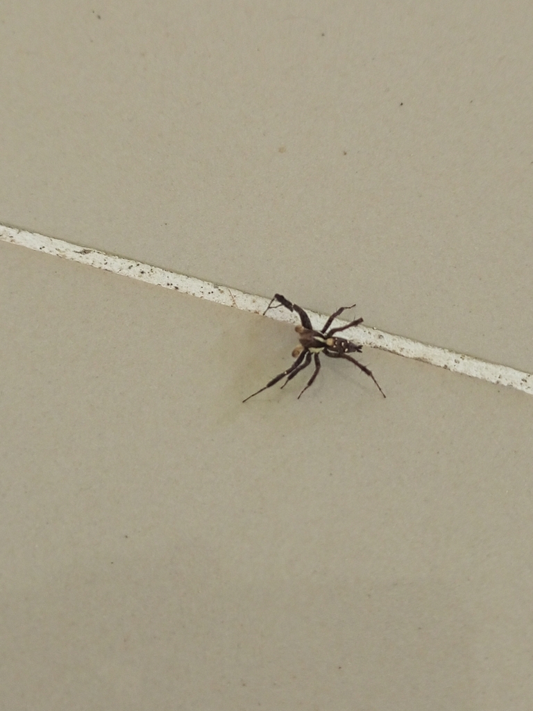 Dandy Spiders from CR9J+9C9, Tagum, Davao del Norte, Philippines on May ...