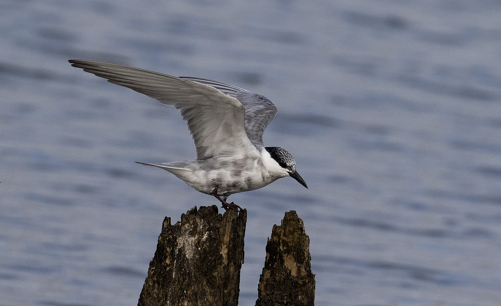 Marsh Terns from Wellington, VIC, Australia on June 12, 2017 at 11:33 AM by Ron Greer · iNaturalist