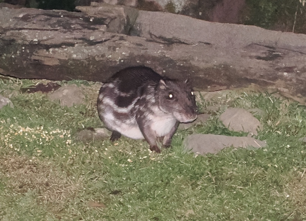 Spotted Paca from Bosque de Paz, Zarcero, Costa Rica on April 6, 2024 ...