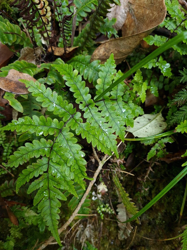 Lime Fern from Atene Viewpoint Walk Whanganui District, Manawatū ...
