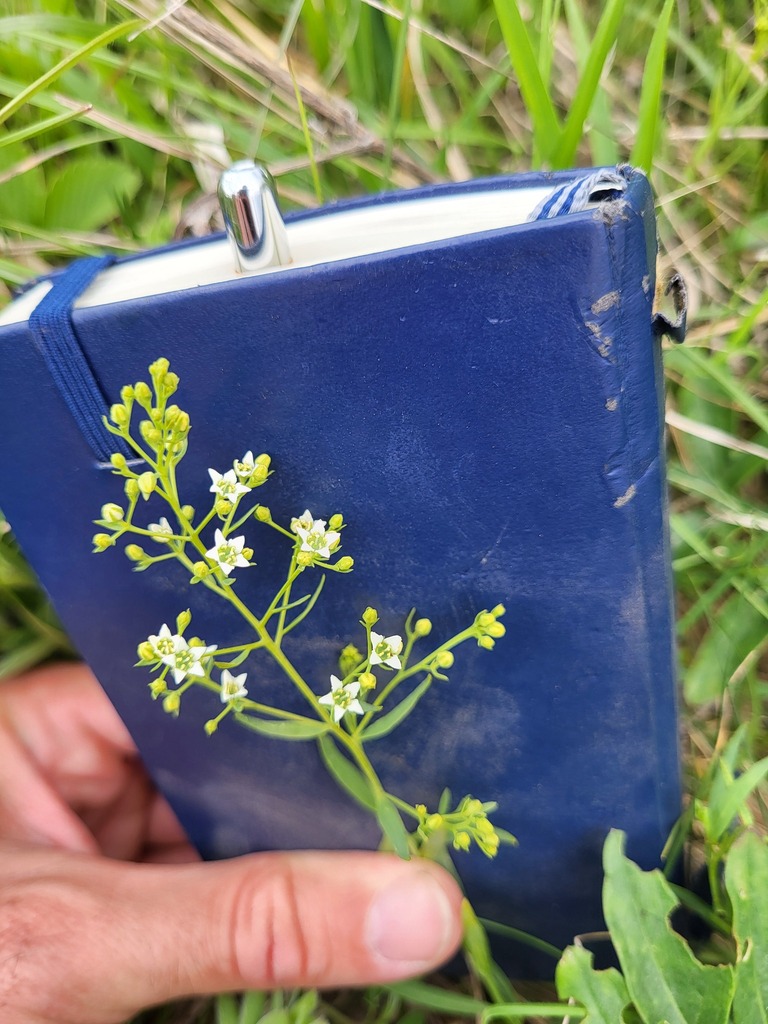 flaxleaf from Ebreichsdorf, Österreich on May 2, 2024 at 12:40 PM by ...