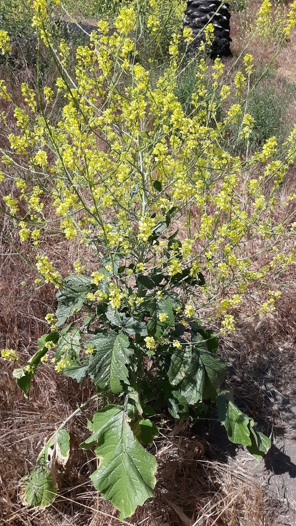 Black Mustard (Mutarda nigra) - Botanical Realm