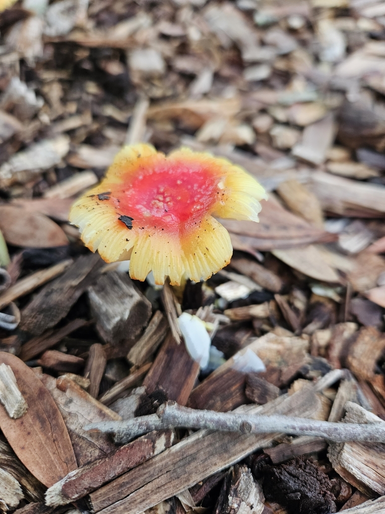 Vermilion Amanita from Scenic Dr opp Colongra Power Station, San Remo ...