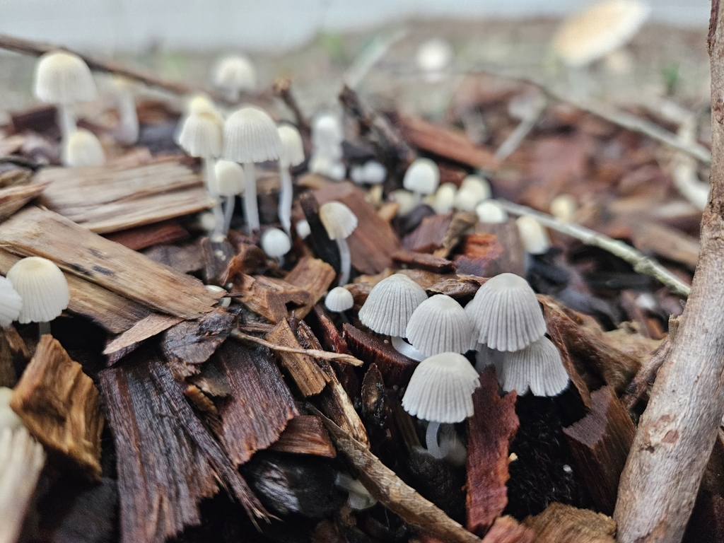 Trooping Crumble Cap from Scenic Dr opp Colongra Power Station, San ...