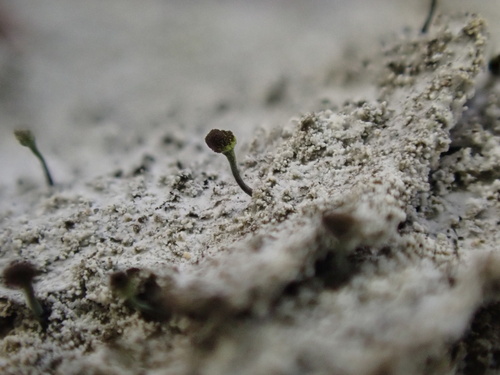 Chaenotheca subroscida · iNaturalist United Kingdom