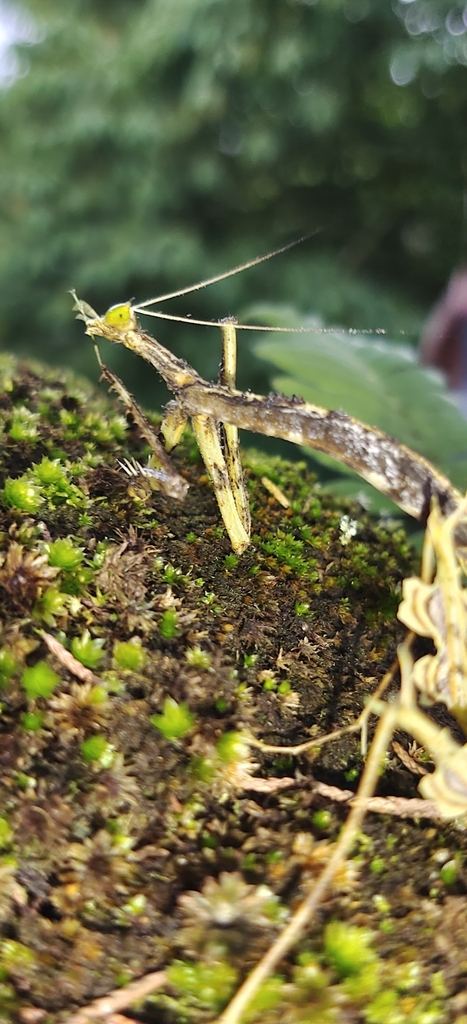 Dragon Mantis from MCM Nature Discovery Villa on April 25, 2024 at 07: ...