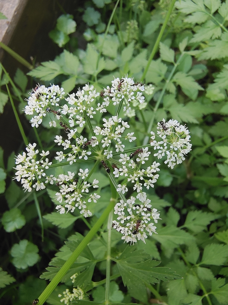 Java water-dropwort from Fuzhou, CN-JX, CN on May 6, 2024 at 03:26 PM ...